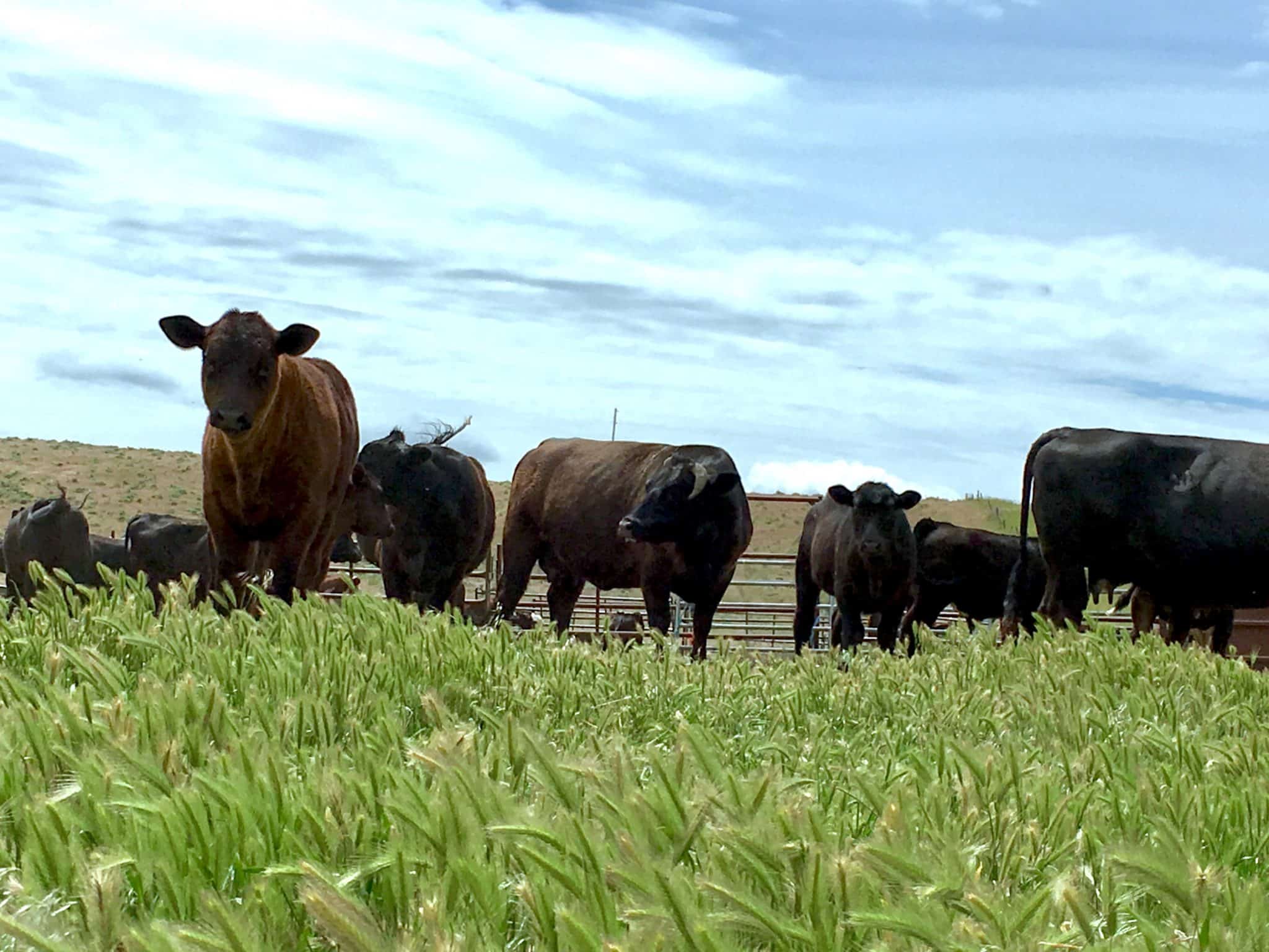 grass fed meat delivery near Seattle