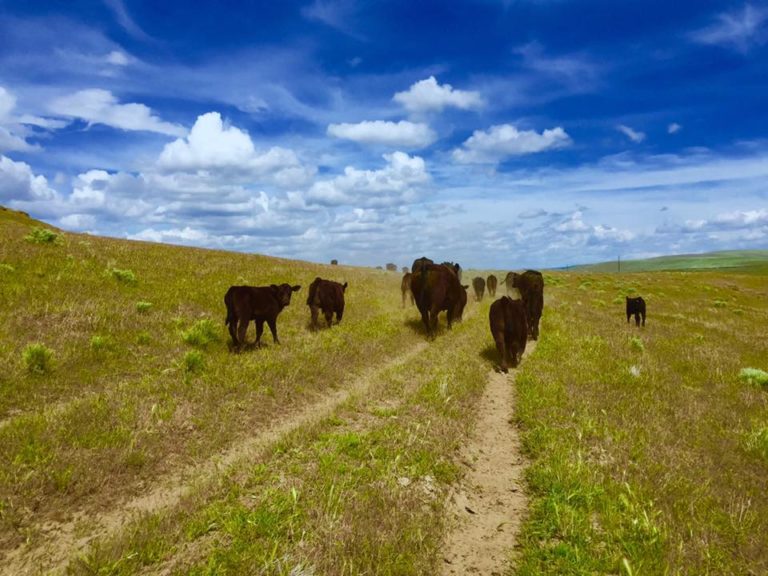 Washington State Beef
