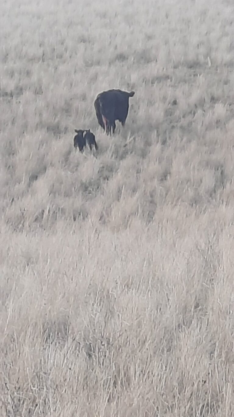 Washington Beef